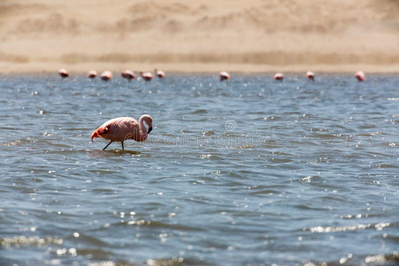 Flamingos in Paracas, Peru stock photo. Image of ballestas - 152087720