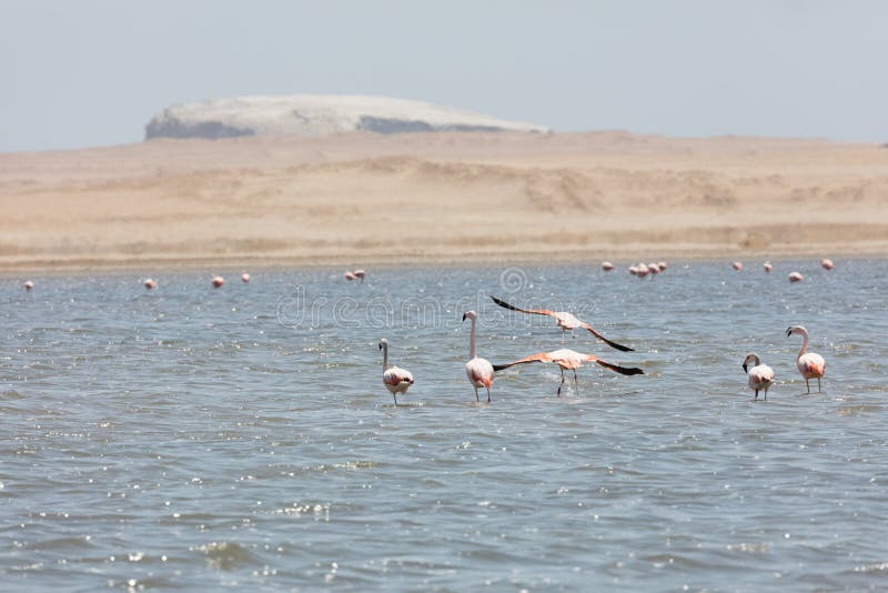 Flamingos in Paracas, Peru stock image. Image of lagoon - 153472389