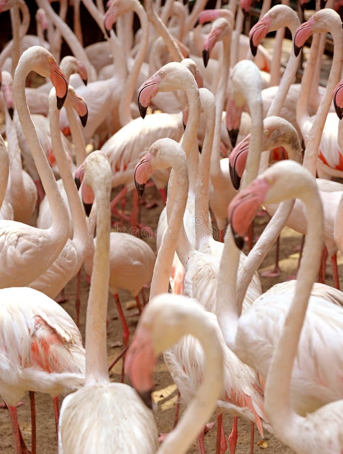 Flamingos pink zoo birds stock photo. Image of long, africa - 55297472
