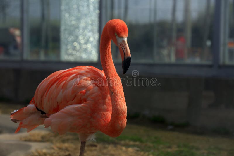 Flamingos Play in Park Cages, China Stock Image - Image of lakes ...