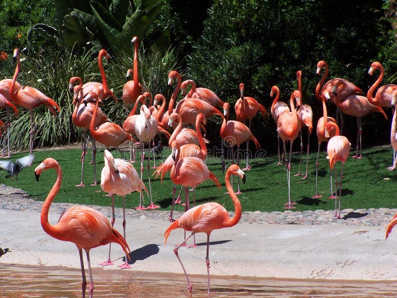 Flamingos are Playing at Lake in Winter Morning Stock Photo - Image of ...
