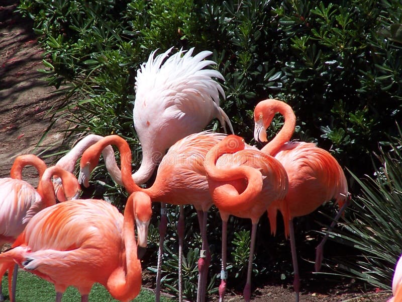 Flamingos 2 stock image. Image of travel, pink, california - 80872361
