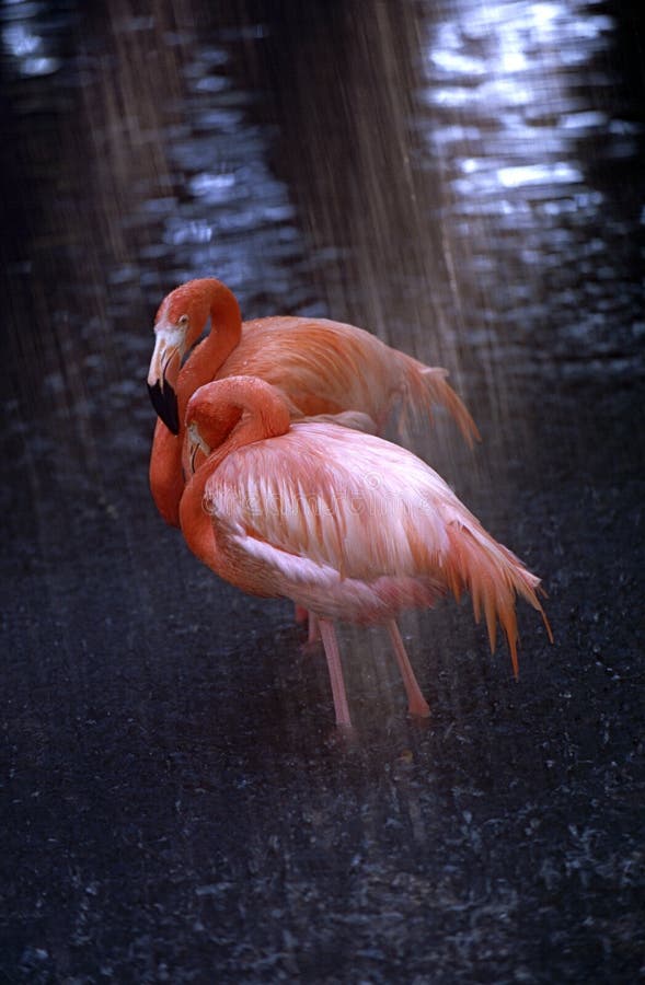 Flamingos in the rain stock image. Image of animal, flamingos - 21371223