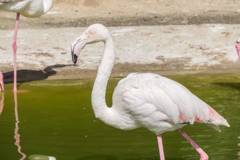 Flamingos Resting on the Shore of a Pond Stock Photo - Image of feather ...