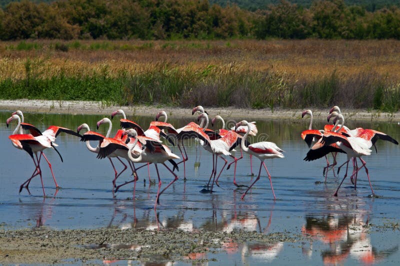 Flamingos running stock image. Image of animals, wildlife - 22746405