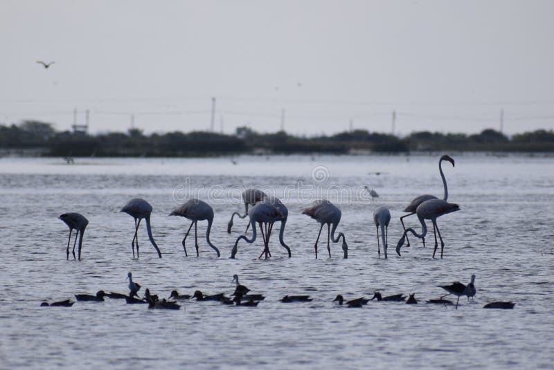 Flamingos in Search of Food Stock Image - Image of search, wildlife ...