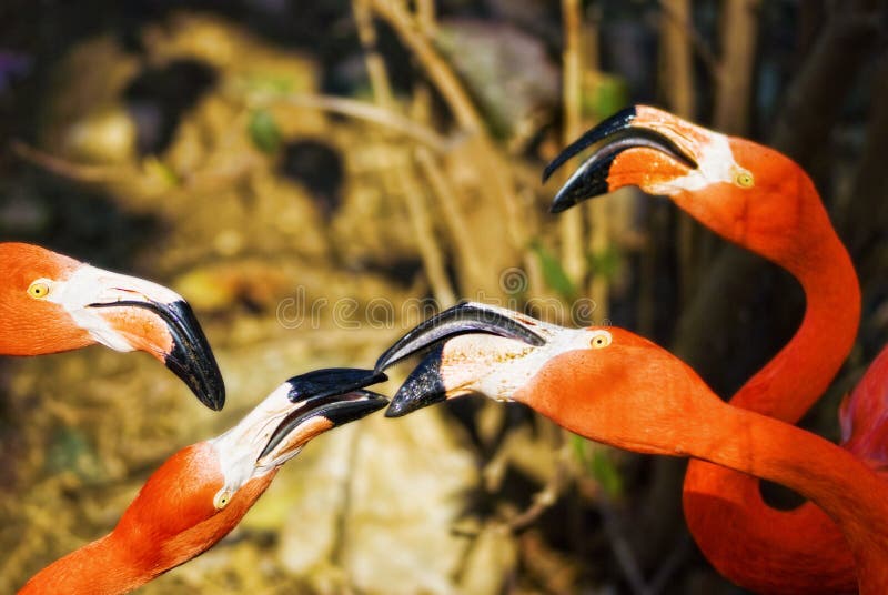 Flamingos social birds stock image. Image of aquatic - 23792545