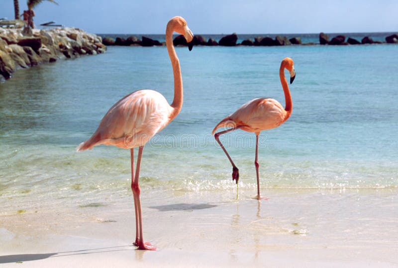 Flamingos am Strand stockbild. Bild von vogel, paar, tier - 10117517