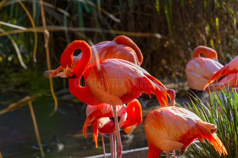 Flamingos in the Sun stock image. Image of nature, legs - 83047911