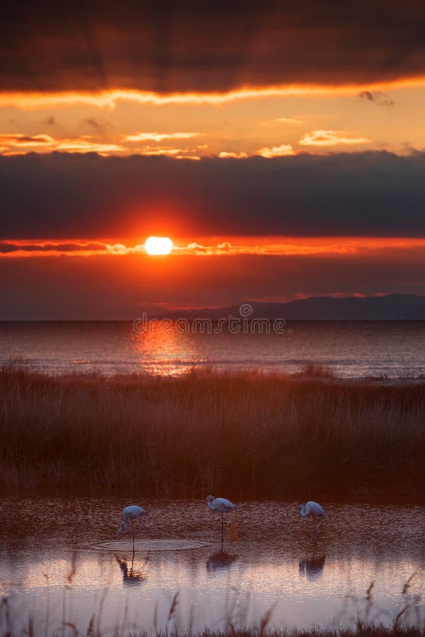 Flamingos at sunset stock photo. Image of gold, flock - 90514914