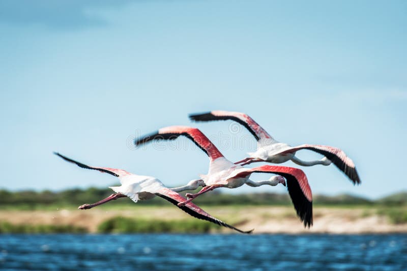 Flamingos take flight stock image. Image of color, vlei - 59539369