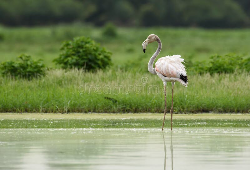 Flamingos stock image. Image of wildlife, rajasthan - 113116727