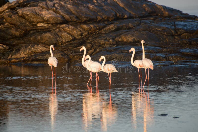 Flamingos in a tidal pool stock photo. Image of ocean - 75818092