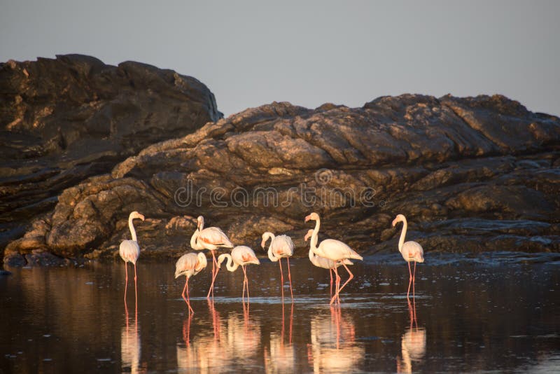 Flamingos at Tidal Pool stock photo. Image of habitat - 76121030