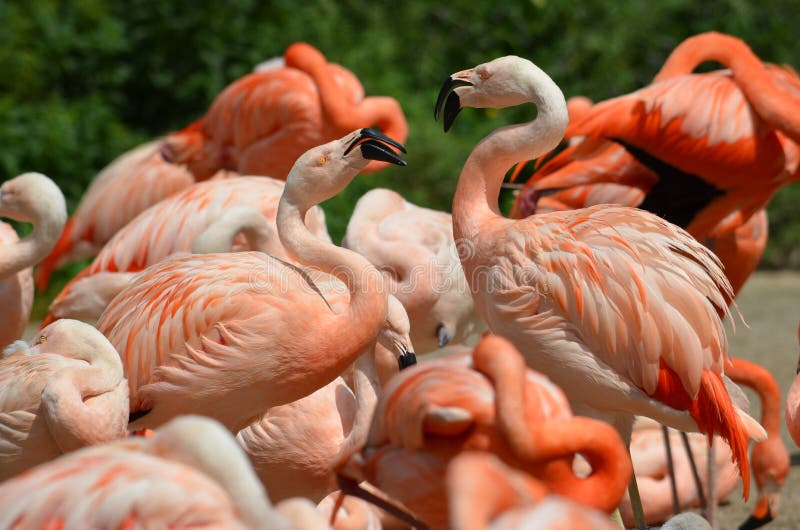 Flamingos stock image. Image of white, fight, flamingos - 75145089