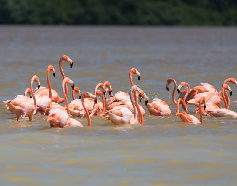 Flamingos in water stock photo. Image of beautiful, beautiy - 90728062