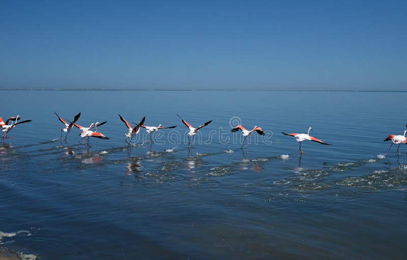 Flamingos in Water in Walvis Bay in Namibia Stock Image - Image of blue ...