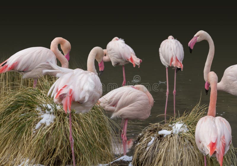 Flamingos at winter time stock photo. Image of cold - 127025638