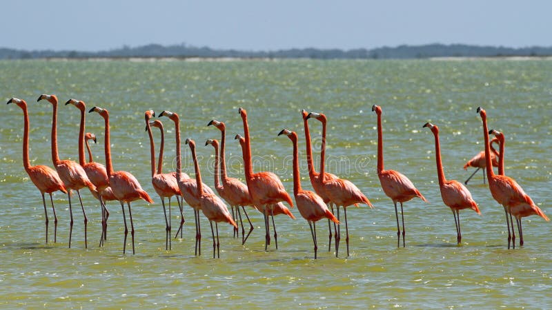 Flamingos in Yucatan Mexico Stock Image - Image of caribbean, nice ...