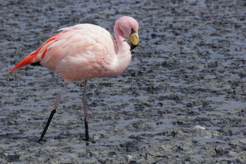Flamino Uyuni Bolivia immagine stock. Immagine di fenicottero - 62005455