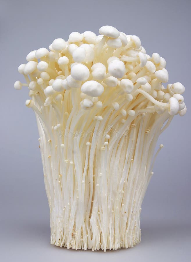 Flammulina stock photo. Image of heads, nature, grow - 12150680