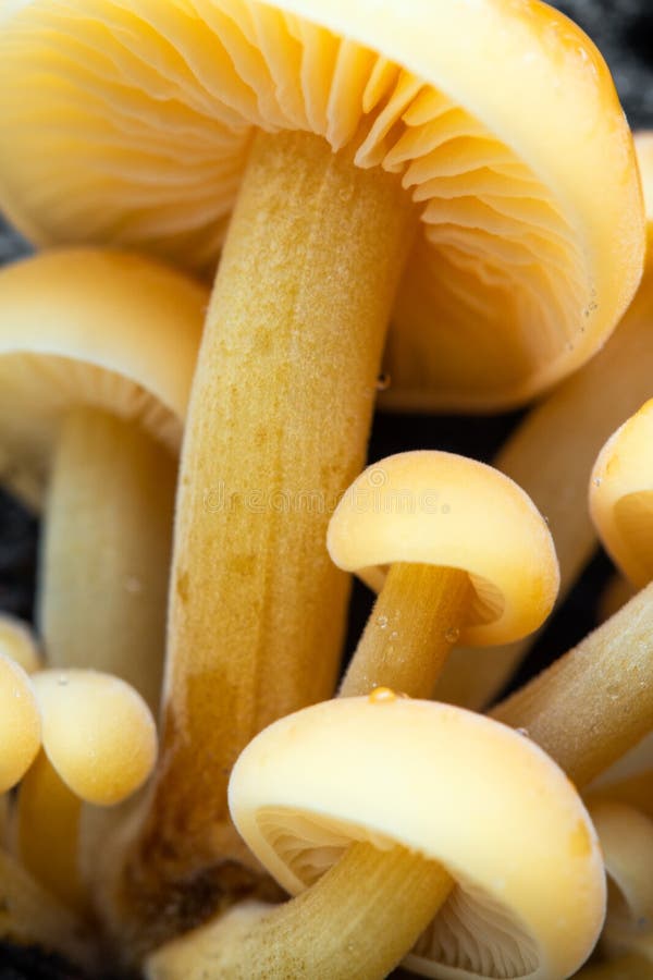 Flammulina stock image. Image of forest, orange, flammulina - 171366515