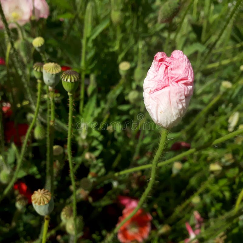 Pink Flanders Poppy Flower Bud Stock Image - Image of green, plant ...