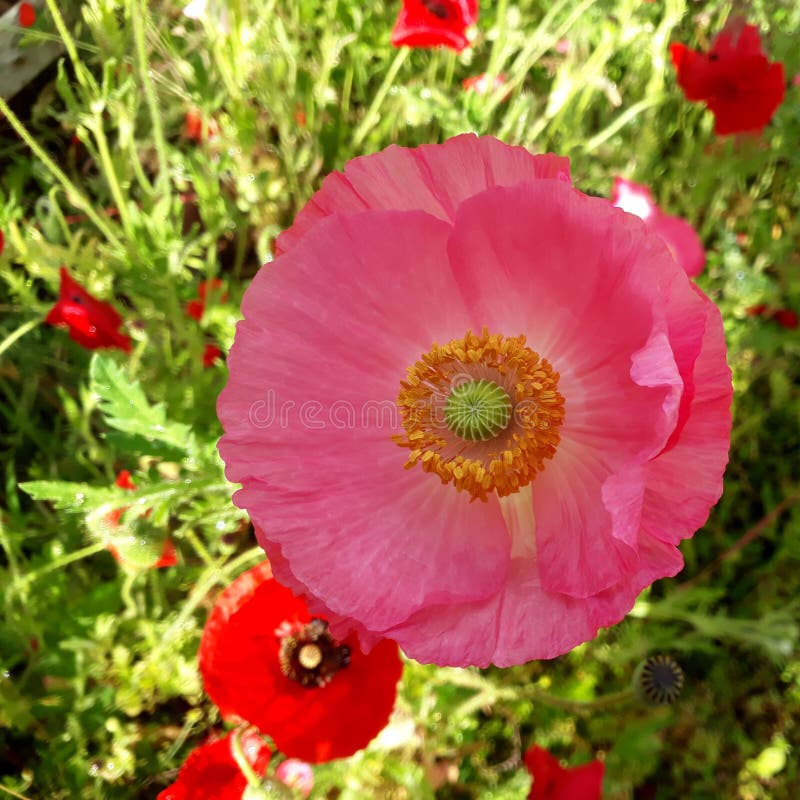 Pink Petaled Flanders Poppy Flower Mandala 01 Stock Photo - Image of ...