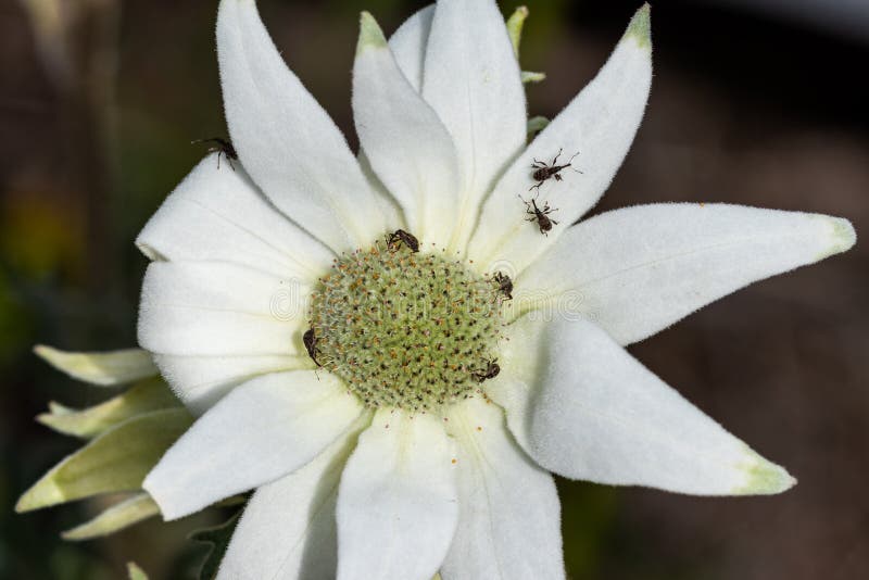 Flannel Flower stock image. Image of actinotus, flower - 258507393