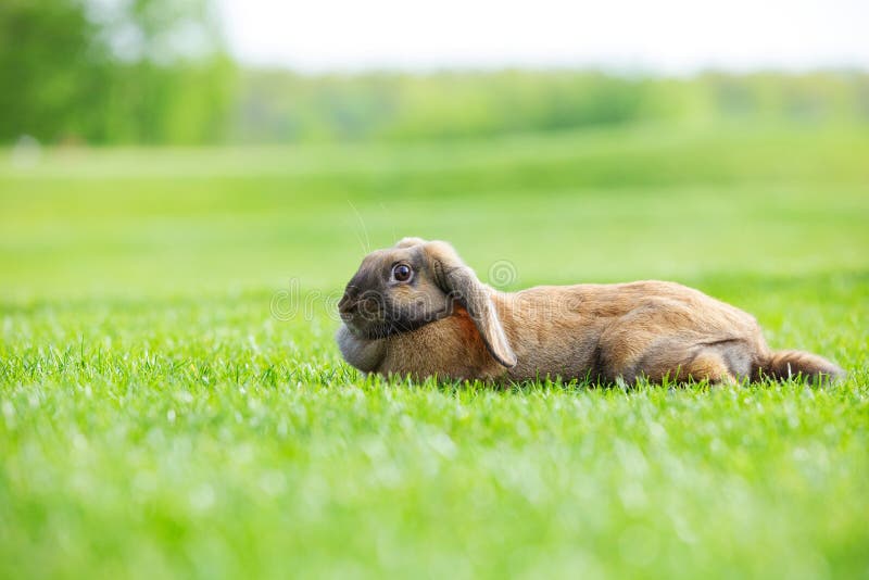 159 Rabbit Lying Down Grass Stock Photos - Free & Royalty-Free Stock ...