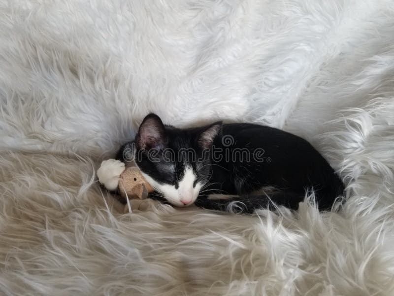 Flapjack the cat stock image. Image of ferocious, meow - 154108009