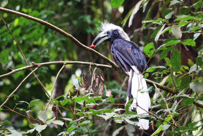 Flapper Years Ago To Help Feed the Hen and Chicks this Year Stock Photo ...
