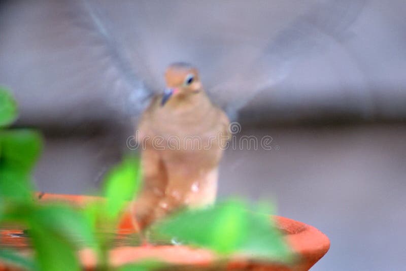 Flapping at Bird Bath stock image. Image of maroura, dove - 42013