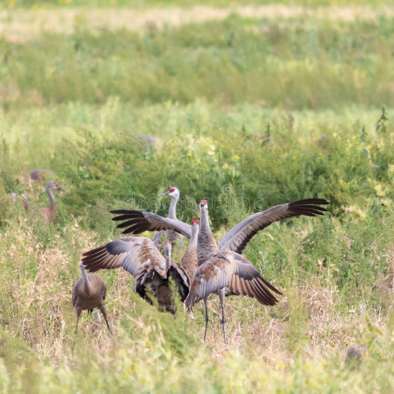 Flapping Cranes stock photo. Image of bird, flapping - 168268238