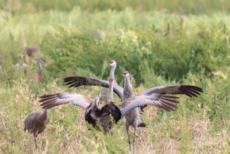 Flapping Cranes stock photo. Image of arctic, travel - 168268230
