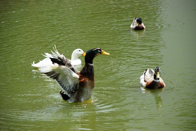 Flapping Duck stock photo. Image of duck, shot, pets - 66760412