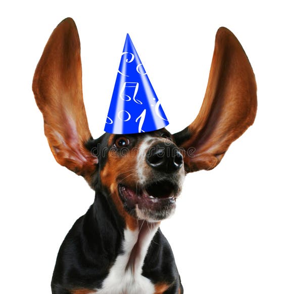 Flapping ears stock photo. Image of flying, tongue, paws - 12293334