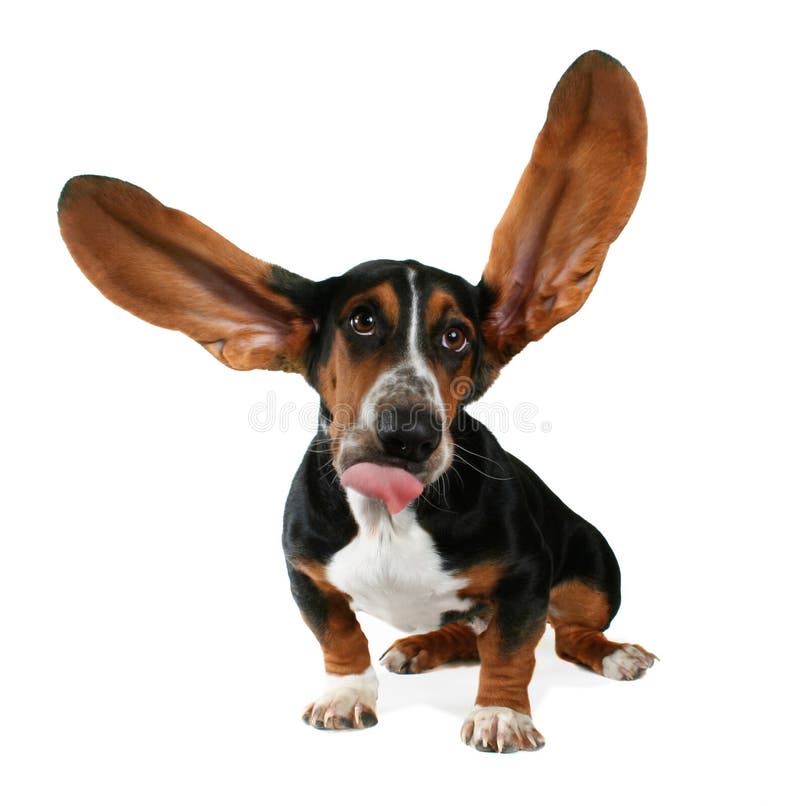Flapping ears stock image. Image of baby, hound, funny - 6327801