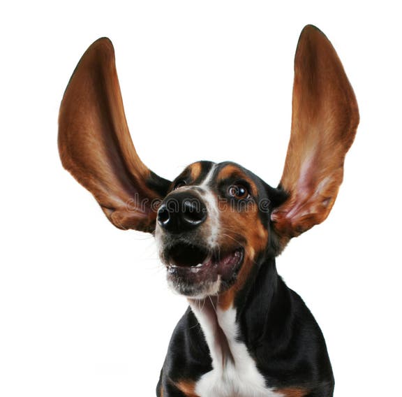 Flapping ears stock photo. Image of funny, whiskers, baby - 7280460