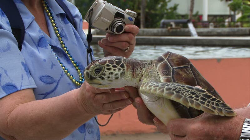 Person and turtle couple stock video. Video of outdoor - 346495293