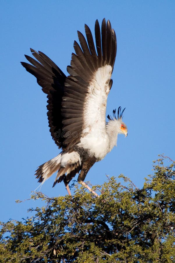 750+ Flapping Free Stock Photos - StockFreeImages