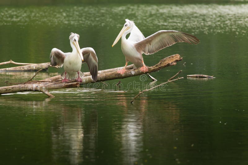 Flapping Wings stock photo. Image of animals, bird, ducks - 30876284