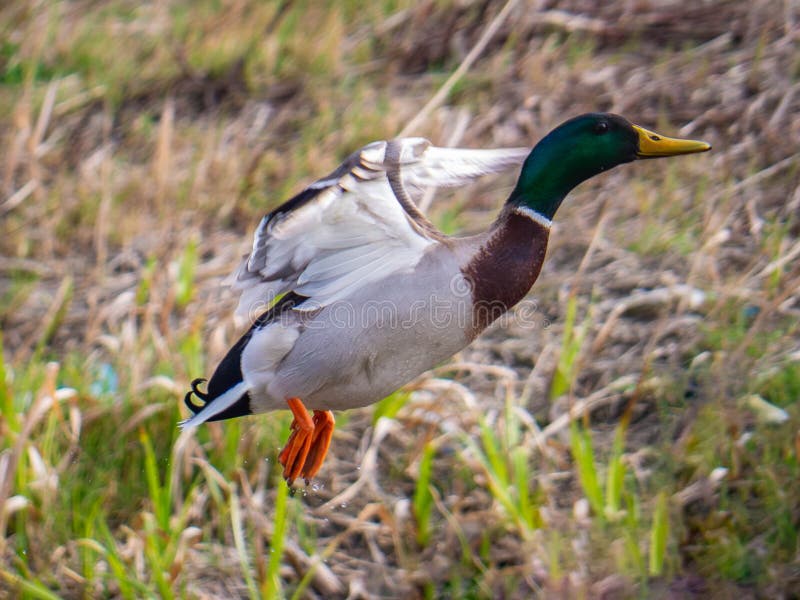 Flappy duck. stock image. Image of flap, ground, ducks - 311288493