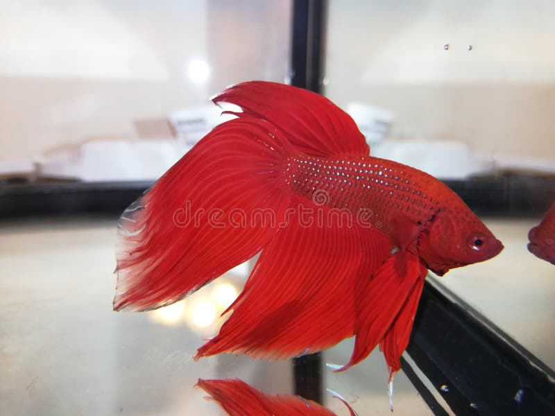Flaring Red Male Betta Fish Stock Image - Image of fishkeeping, siamese ...
