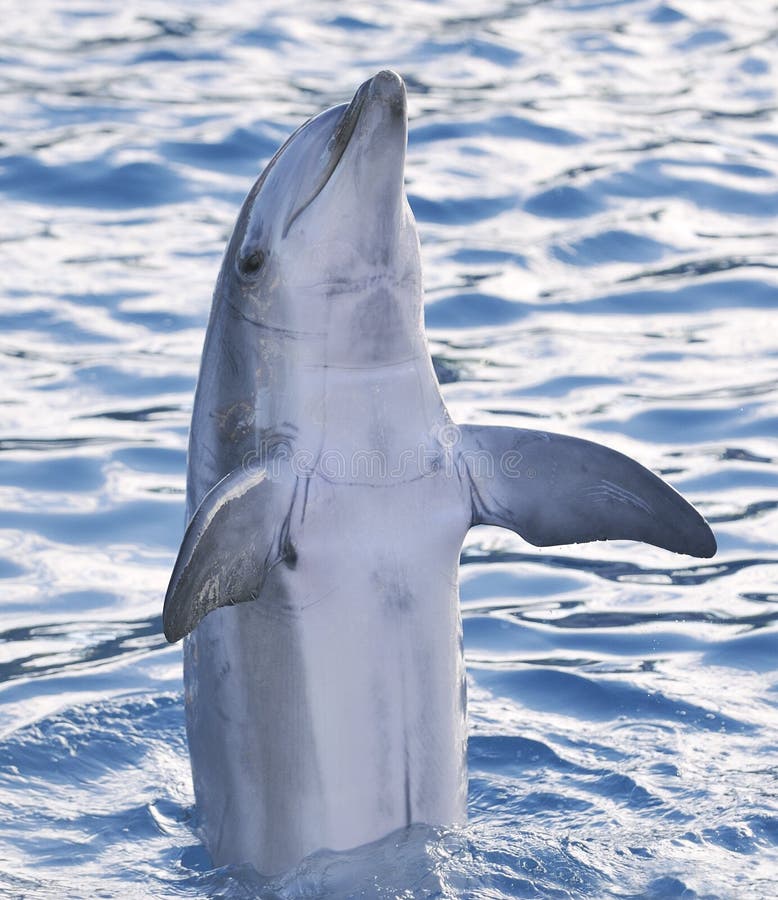 Flasche roch Delphin stockbild. Bild von standplatz, flosse - 8281123
