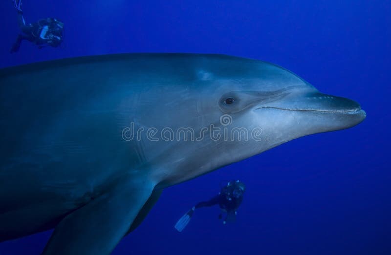 FLASCHEN-NASEN-DELPHIN DOLPHIN/tursiops Truncatus Stockbild - Bild von ...