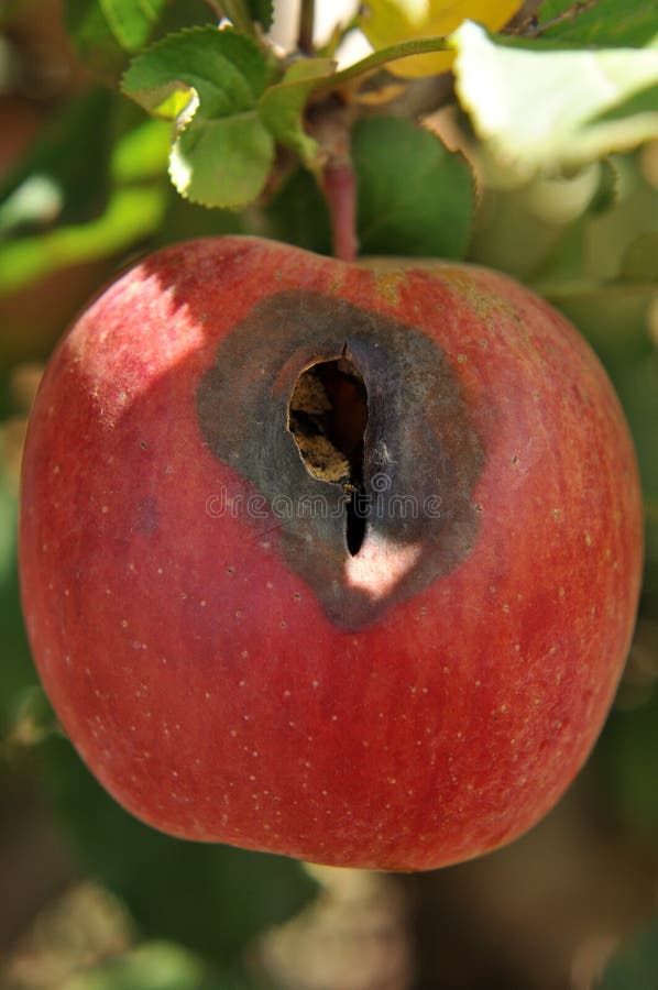 A Flash Gala Apple Damaged by Hail Stock Image - Image of damaged ...