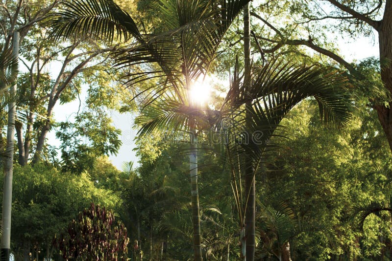 Flash of Sunlight through the Trees Stock Image - Image of intense ...