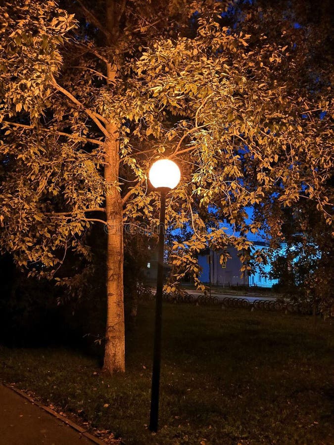 Flashlight Illuminating the Branches of a Nearby Growing Tree Stock ...