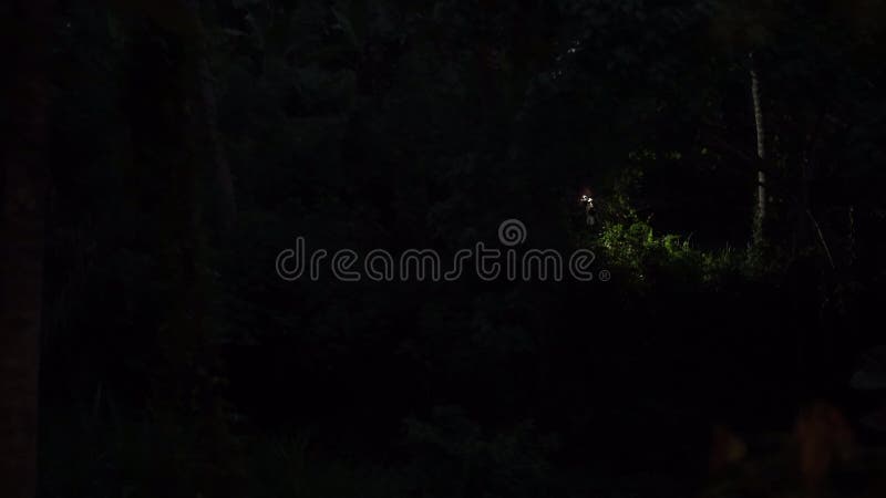 Flashlight Light in the Forest, Moving in the Rainforest, Wooded Area ...